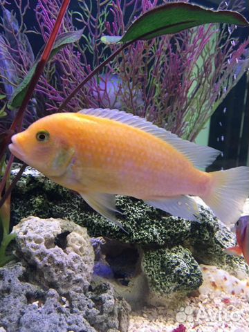 Рыба Рыбка Цехлида Зебра