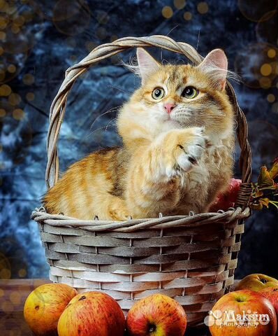 Сибирский котенок - яркий золотенок