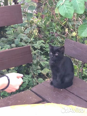 Симпатичный котенок, дачный вариант