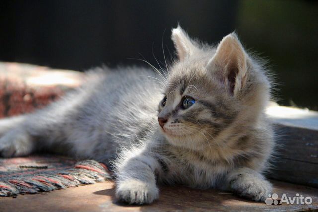 Котятки симпотятки )