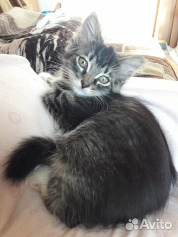 Котенок Сардинка в добрые руки