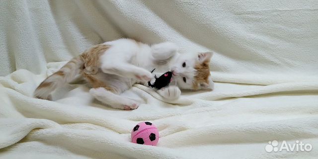 "Кот" котёнок мальчик 3 месяца