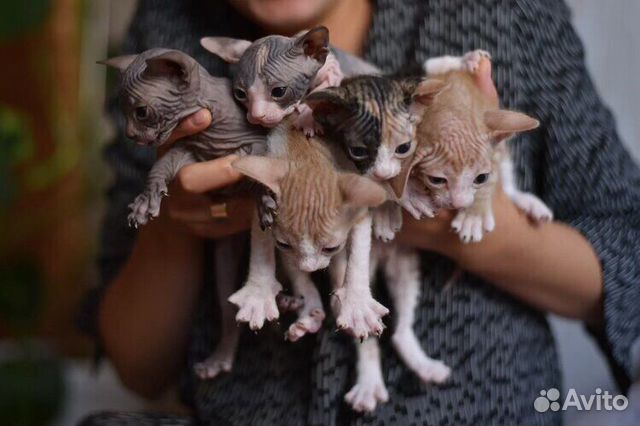 Котята сфинкса