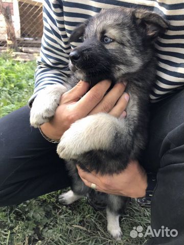 Щенок лаброхаски