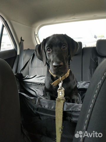 Щенок лабрадор 5 мес. Девочка