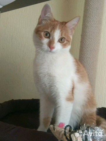 Котик Персик