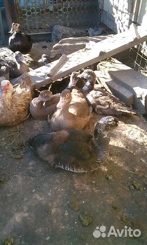 Индоутки(мускусные утки)