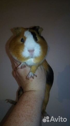 Морские свинки + клетка