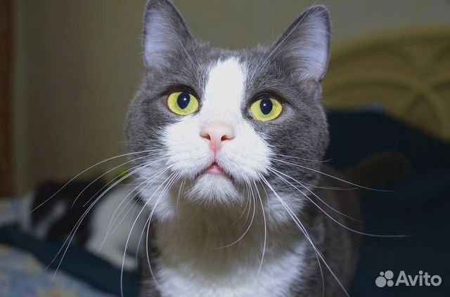 Котик Филя