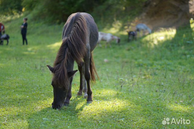 Кобыла пони