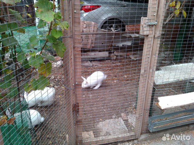 Продам новозеландцев белых