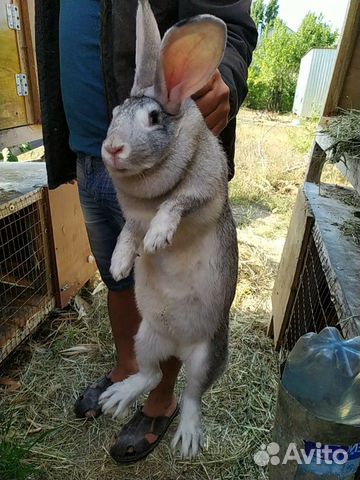 Кролики,самки взрослые,крольчата