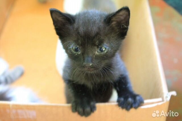 Счастье в дом