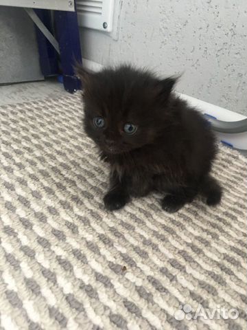 Котята