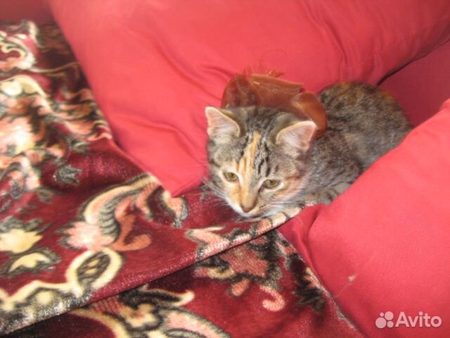 Отдам котенка-девочку, 3,5 месяца, в хорошие руки