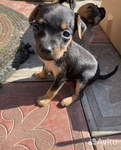 Продаю Той-терьеров