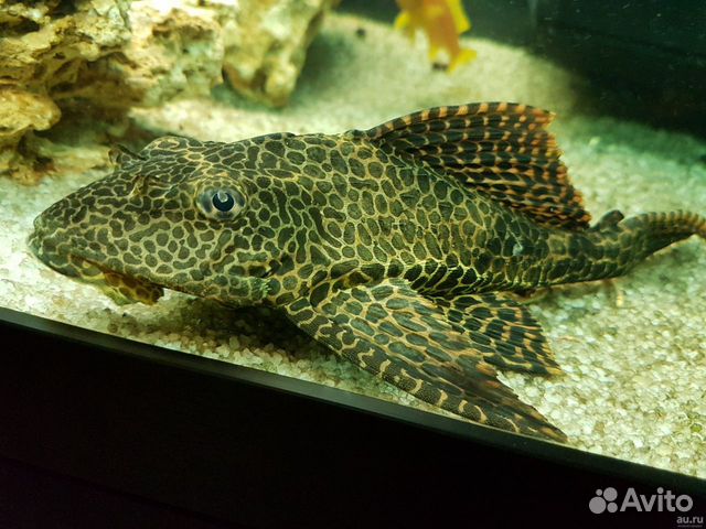 Продаются сомики