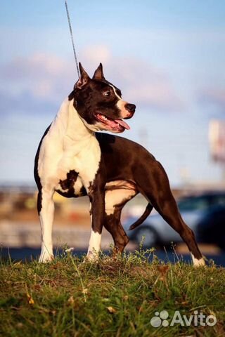 Девочка подросток амстаффа