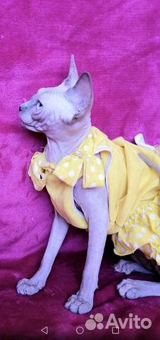 Девочка канадский сфинкс