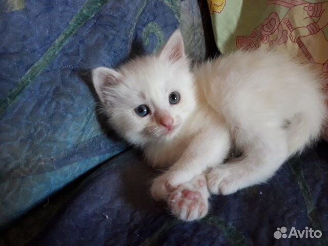 Котенок с разноцветными глазами