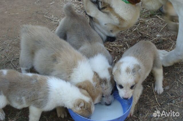 Щенки алабая
