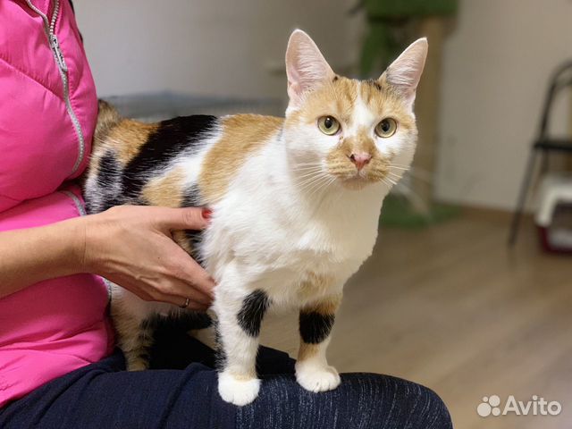 Молодая кошка Сима 2 года