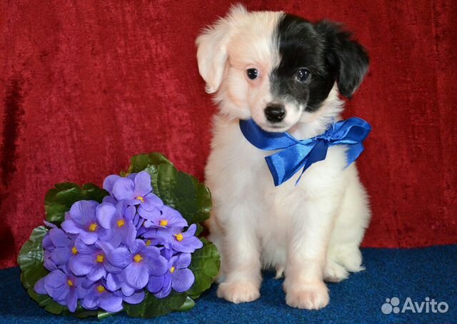 Китайская хохлатая пуховые щеночки