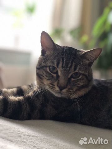 Отдадим в добрые руки милого- премилого котика