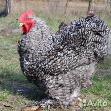 Декоративная птица