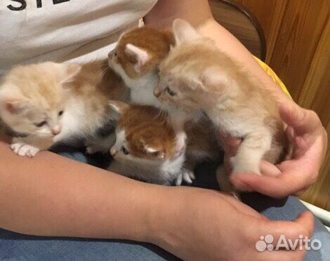Котята в добрые руки