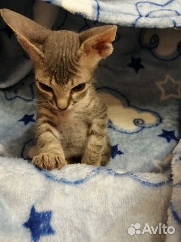 Котенок сфинк