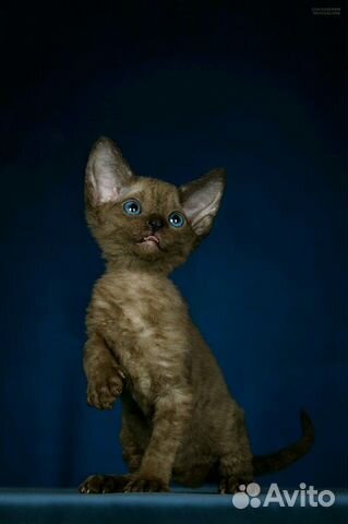 Мальчик Вермонт