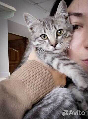 Котик из рекламы Whiskas