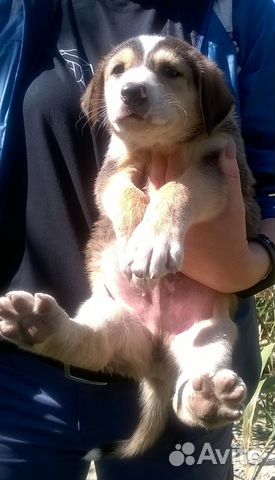 Щенки ищут дом.Примерно малявкам 1,5-2месяца,есть