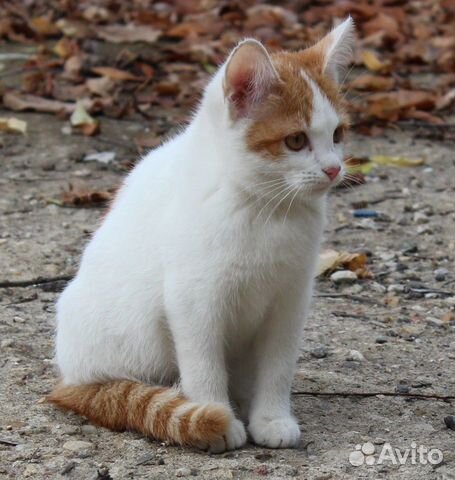 Бездомная котенок-девочка в добрые руки