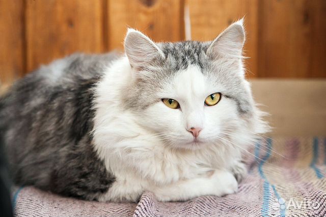 Скромный красавец кот Тиша