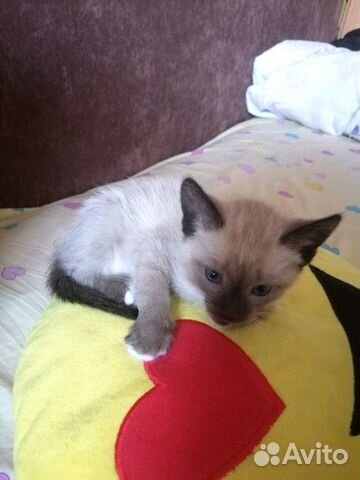 Балинез котёнок