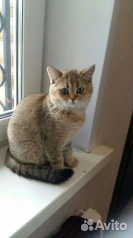 Золотая шиншилла
