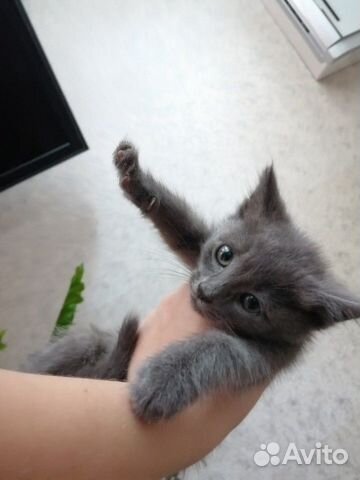 Котенок Фредди