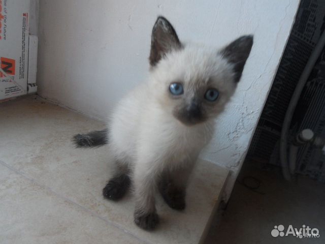 Котята и кошечка тайская и чёрненькая-добрым людям