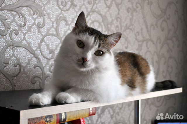 Кошка Люсьен