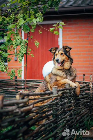 Фантастически яркая и ласковая рыжая Адель