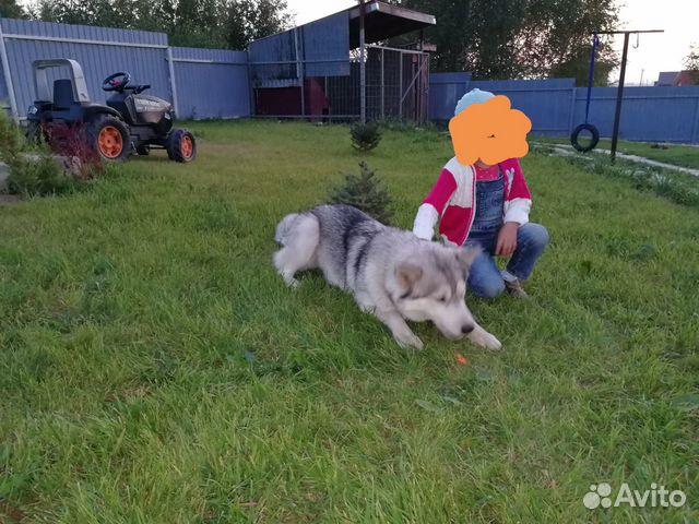 Продам собаку в хорошие руки