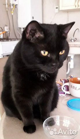 Потерялась кошка