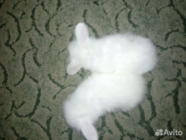 Декоративные крольчата