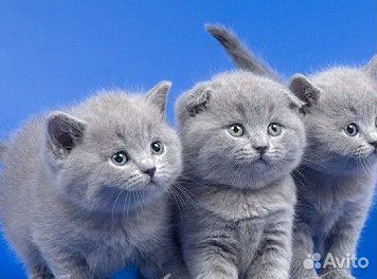 Великолепие голубого плюша