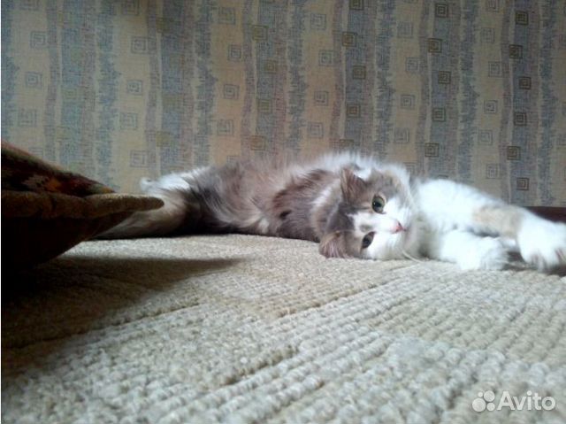 Кот Моня