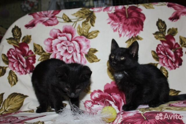 Котята и кошки ищут дом