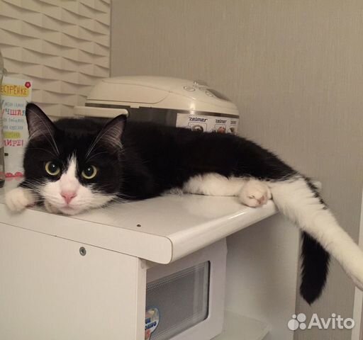 Котик, зовут Рыжик