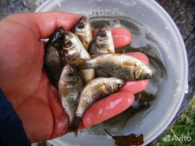 Продам живец малёк карася